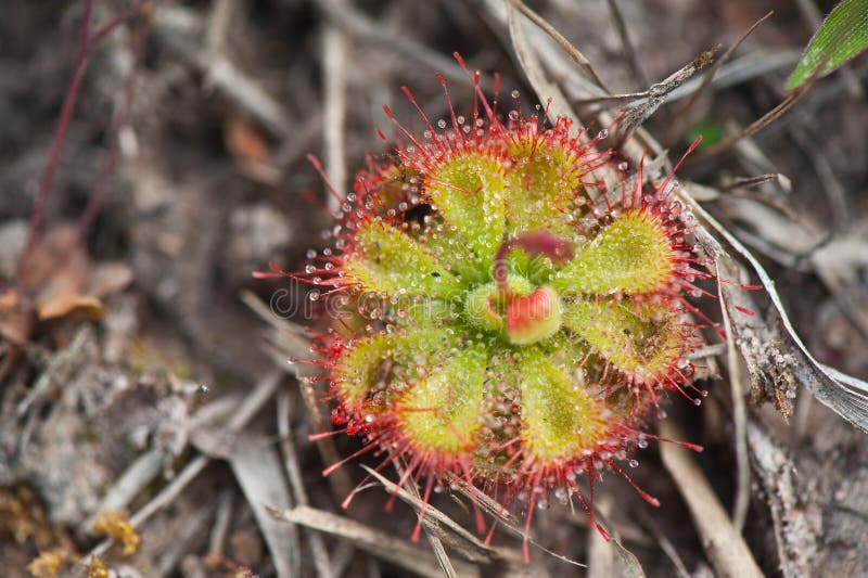 Drosera Indica Linn.flower (DROSERACEAE) Blur with Dry Grass Stock ...