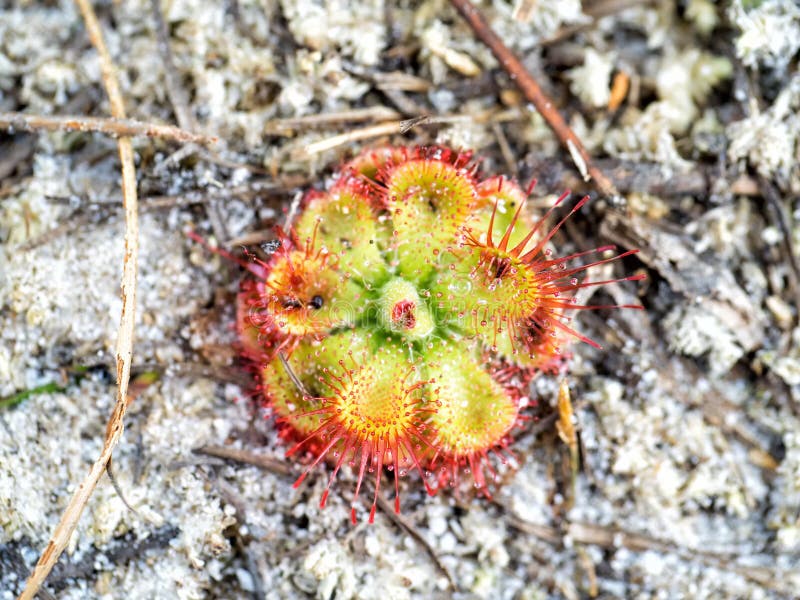 Drosera burmannii flower stock image. Image of wild, insect - 83685327