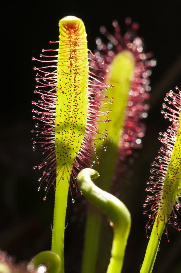 Drosera Capensis, Cape Sundew, Stock Image - Image of green ...