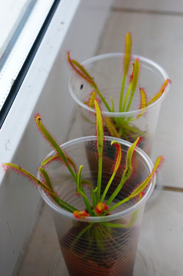 Drosera Indica Linn.flower (DROSERACEAE) Blur with Dry Grass Stock ...