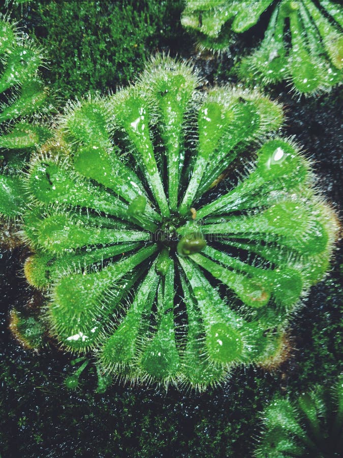 Drosera stock image. Image of flora, carnivore, insect - 125706441