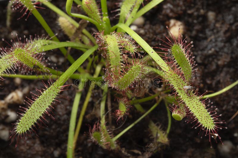 Drosera, Carnivorous Plant, Outdoors Close Up Stock Photo - Image of ...