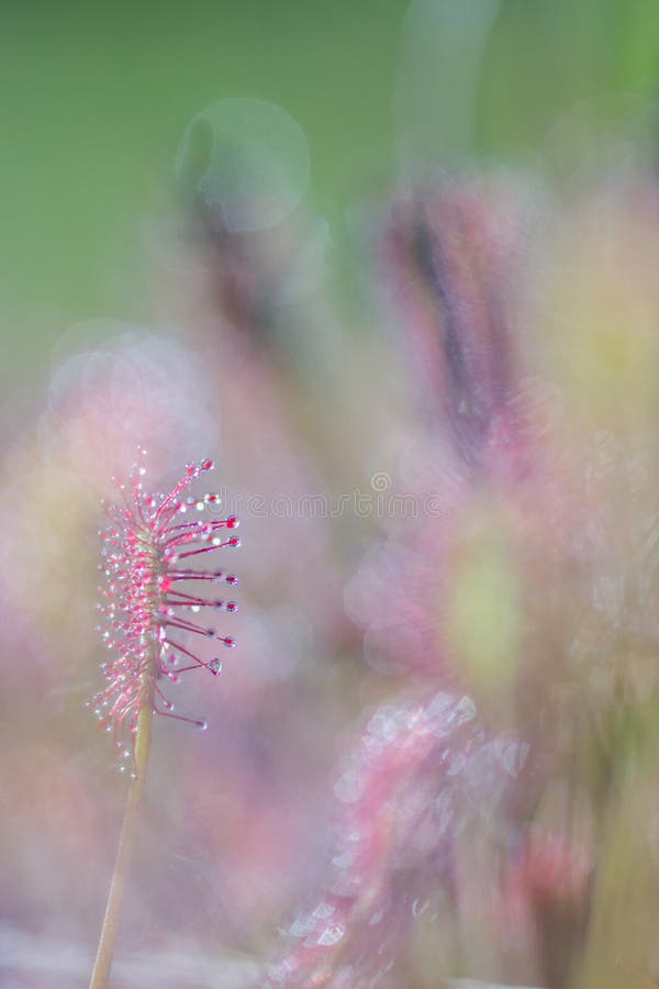 Drosera intermedia stock image. Image of green, flower - 58801439
