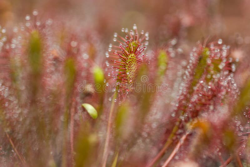 Drosera Intermedia Damselfly Stock Image - Image of detail, nature ...