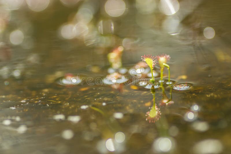 Drosera intermedia stock image. Image of green, flower - 58801439
