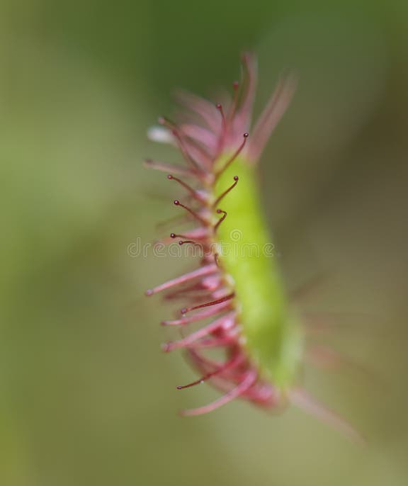 Drosera rotundifolia stock photo. Image of growing, drosera - 17727510