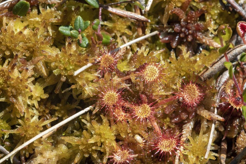 Drosera Rotundifolia, Common Sundew Stock Image - Image of perennial ...