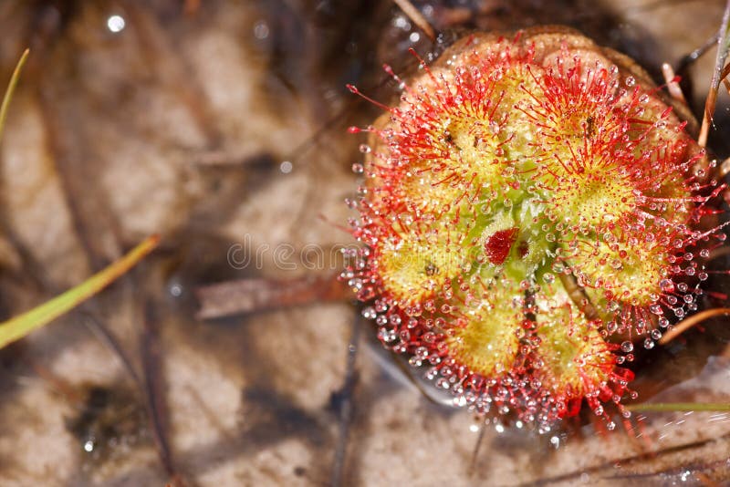Drosera Tokaiensis Carnivorous Plant Stock Photo - Image of nature ...