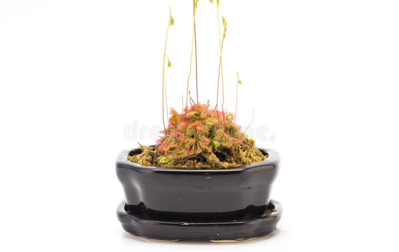 Drosera Tokaiensis Carnivorous Stock Photo - Image of flower, beautiful ...