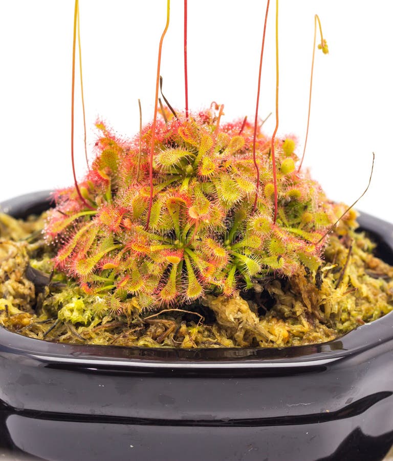 Drosera Tokaiensis Carnivorous Stock Image - Image of liquid, small ...