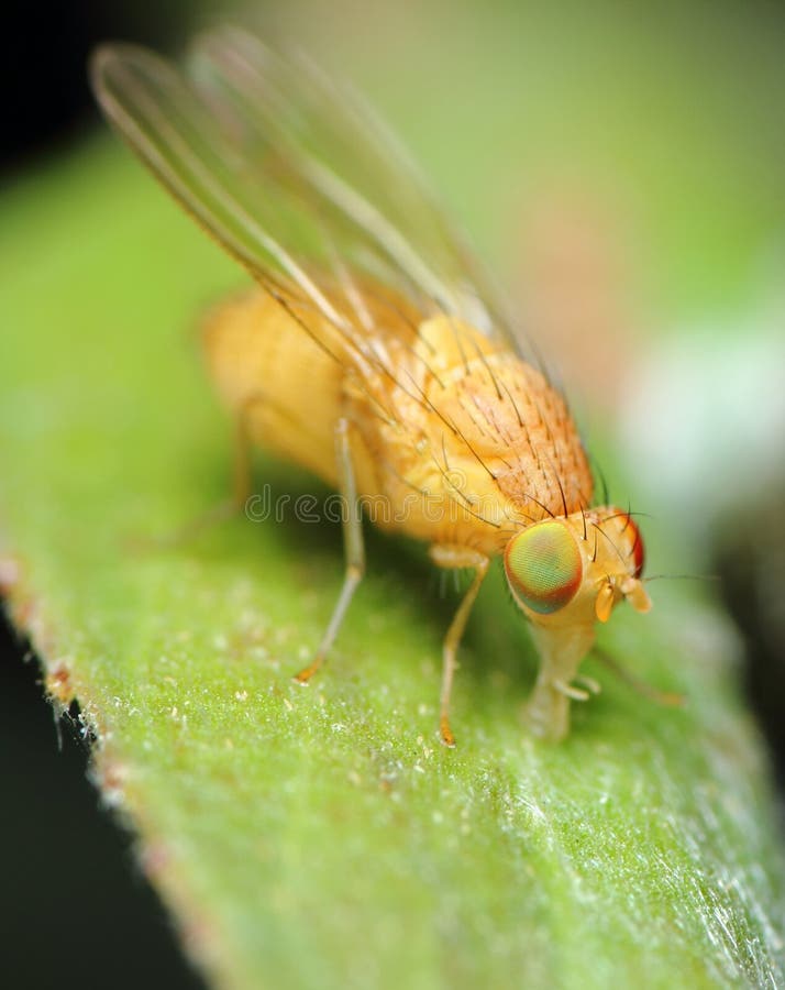 Drosophila stock photo. Image of nature, honey, golden - 33361270