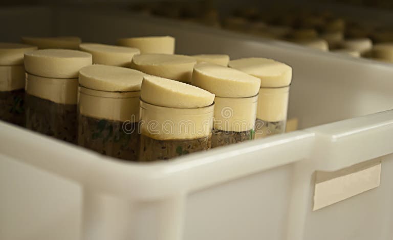 Drosophila Experiment Stock Photos - Free & Royalty-Free Stock Photos ...