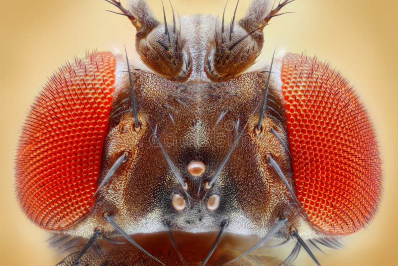 Fruit fly eye close up stock photo. Image of microscope - 29981812
