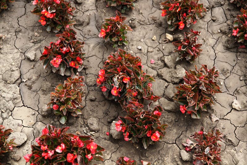 Canicular Days Stock Photos - Free & Royalty-Free Stock Photos from ...