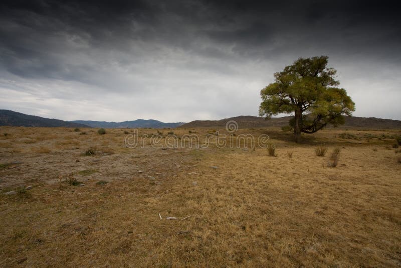 Drought stock photo. Image of weed, earth, reposession - 6778654