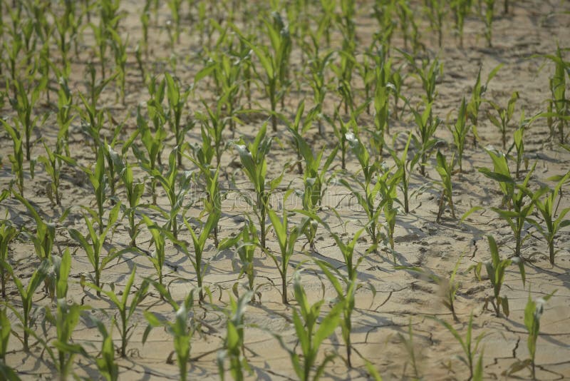 Drought in Agriculture on the Field Stock Photo - Image of global ...