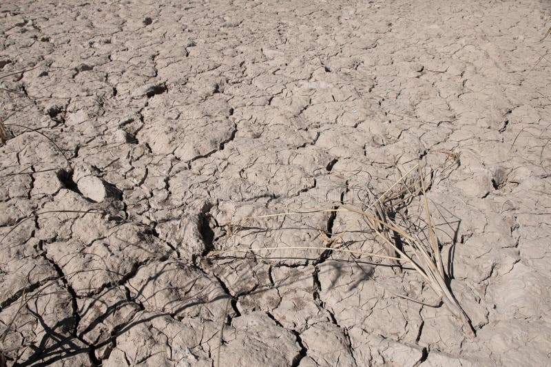 The Drought Caused the Rice Fields To Die. Soil Surface Drought Crisis ...