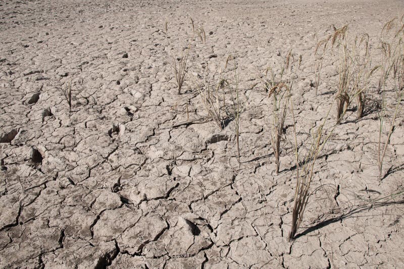 The Drought Caused the Rice Fields To Die. Soil Surface Drought Crisis ...