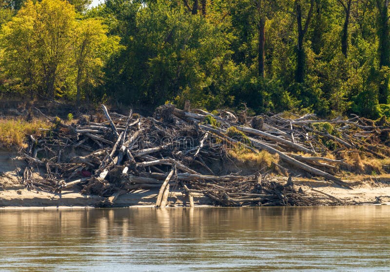 Drought Conditions on Mississippi River with Stack of Beached Tree ...