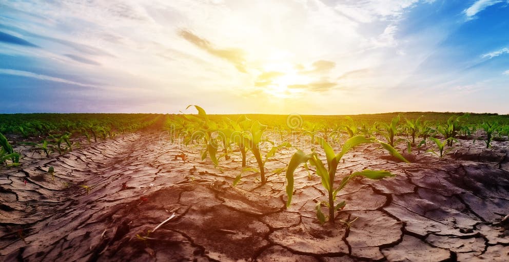 Drought in corn field stock photo. Image of corn, climate - 93420706
