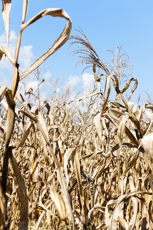 Drought corn field stock photo. Image of agriculture - 49123440