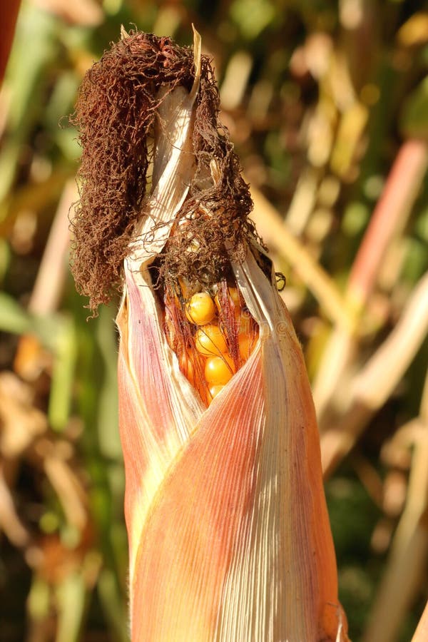 Drought and Corn Kernels stock photo. Image of kernels - 256871424
