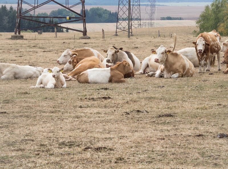 Drought stock image. Image of ivotnashy, farming, cows - 124015155
