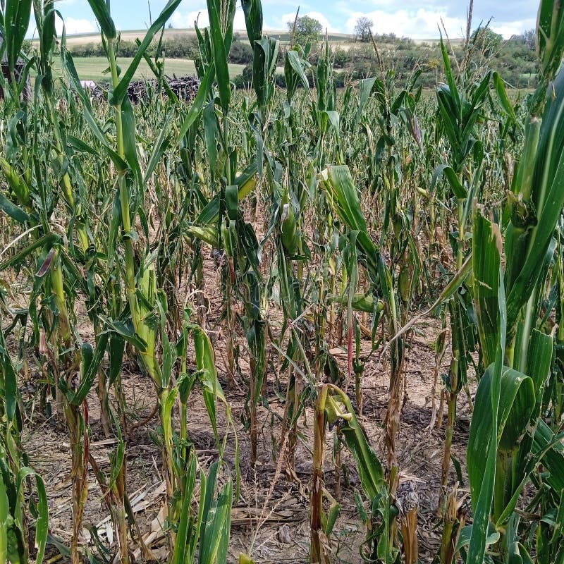 Drought Damage in Corn, Maize Field Stock Photo - Image of arable ...
