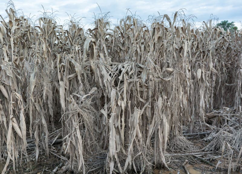 Drought damaged corn crop stock photo. Image of land - 26549738