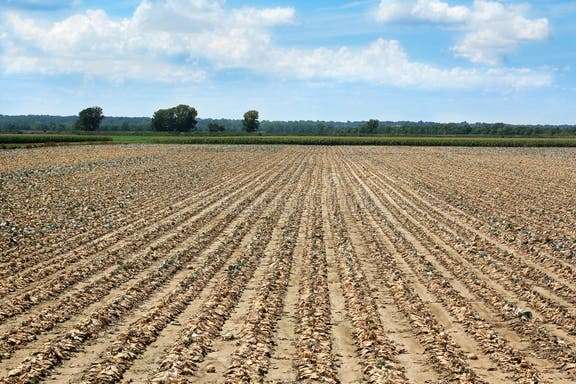Drought: Dead Crops stock image. Image of dirt, heat - 25752385