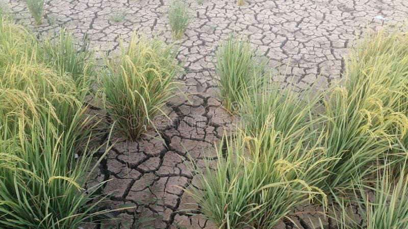 Drought,dry Rice,water Drought in Rice Fields, Stock Photo - Image of ...