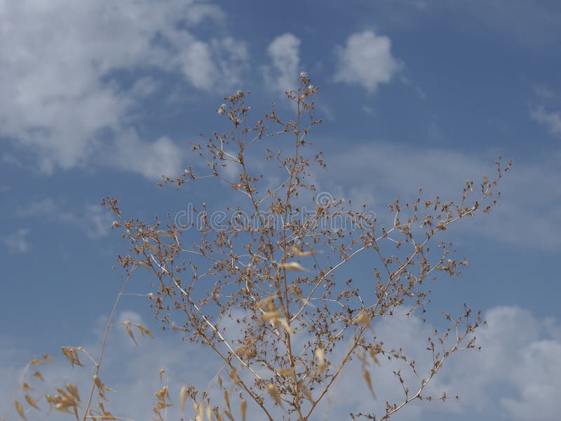 Drought in Europe map stock photo. Image of macro, closeup - 255059948