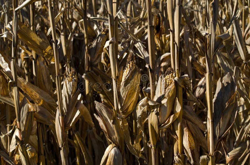 Drought in the farm belt stock image. Image of harvest - 28003607