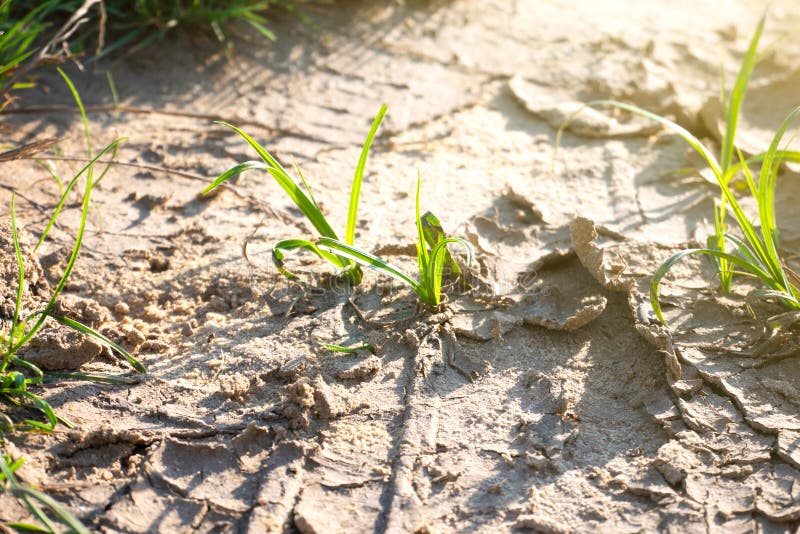 Drought on Field, Cracked Earth, Cracks in Mud in a Field of Crops ...