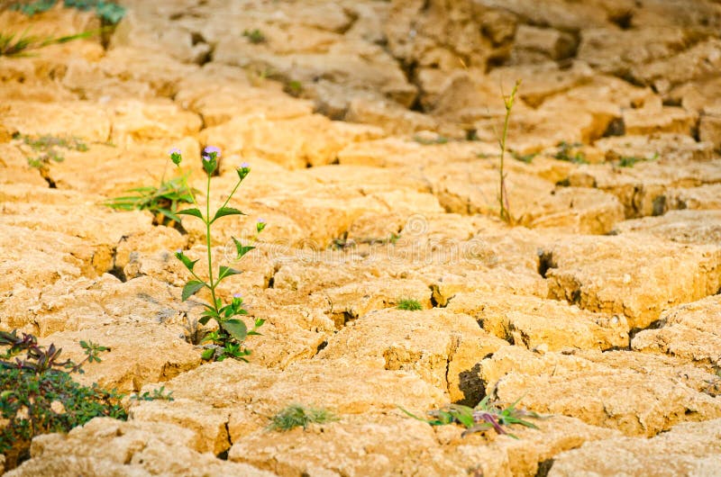 Drought Field, Drought Land Stock Image - Image of field, island: 28822181