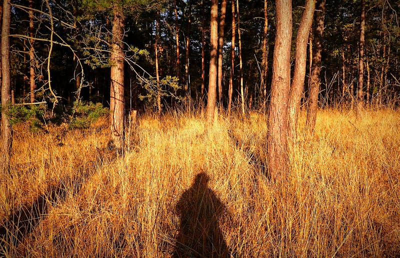 Drought in the forest stock photo. Image of drying, protection - 185801742