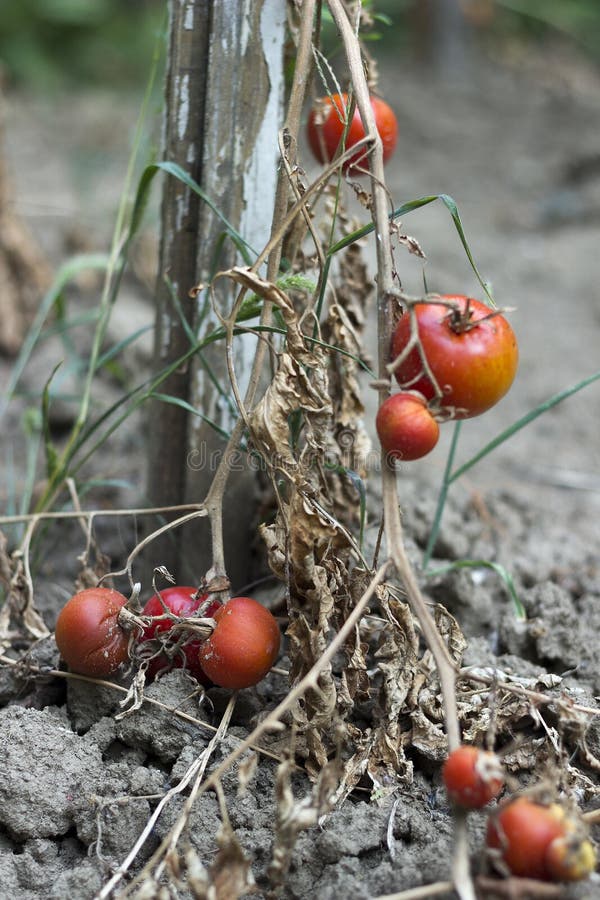 Drought in the garden stock photo. Image of disgusting - 57947872