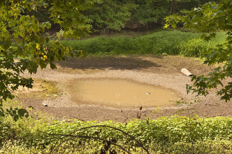 Drought Pond stock photo. Image of summer, green, brown - 11141334