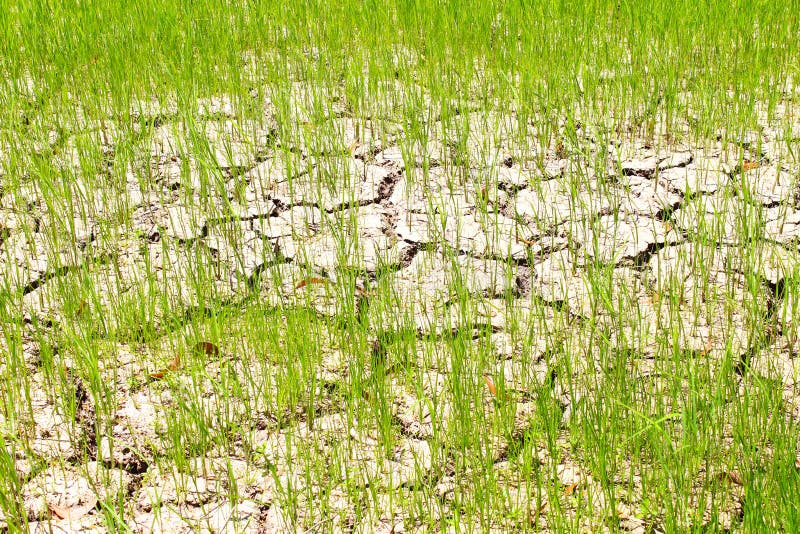 A drought of rice field stock image. Image of agriculture - 58413135