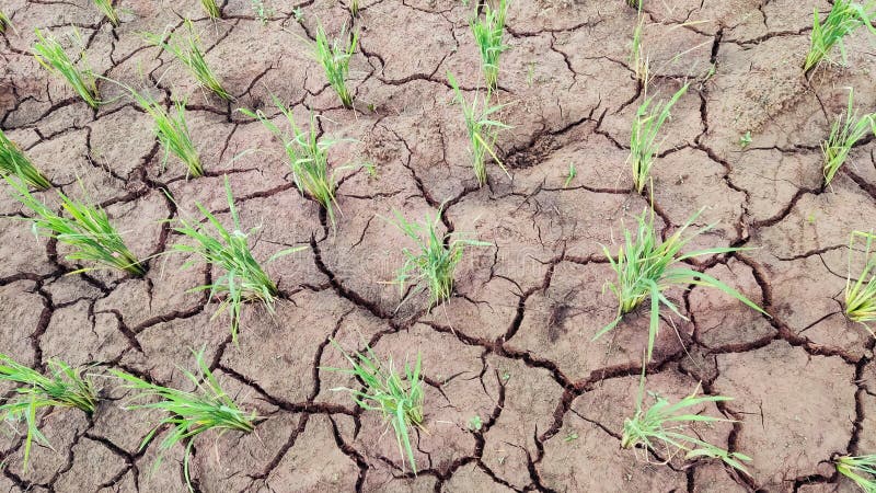 Drought rice plants stock image. Image of tree, asphalt - 353113979