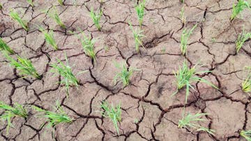 Drought rice plants stock image. Image of tree, asphalt - 353113979