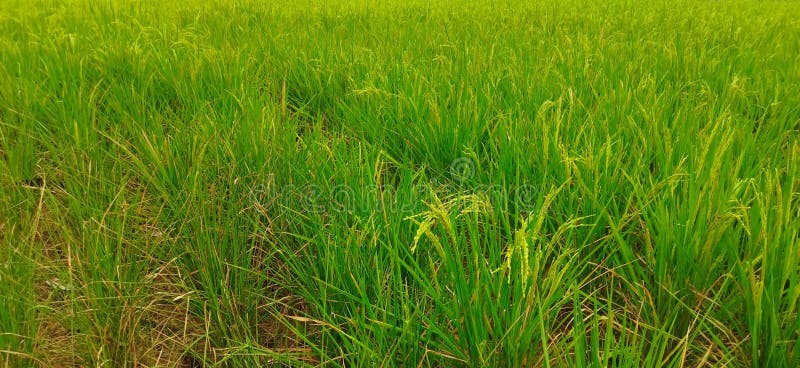 Drought Rice Plants Lack Water Stock Image - Image of plants, rice ...