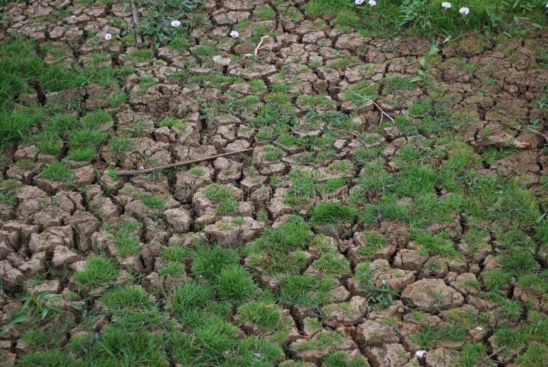 Drought plant stock photo. Image of crack, abstract, desert - 24389532