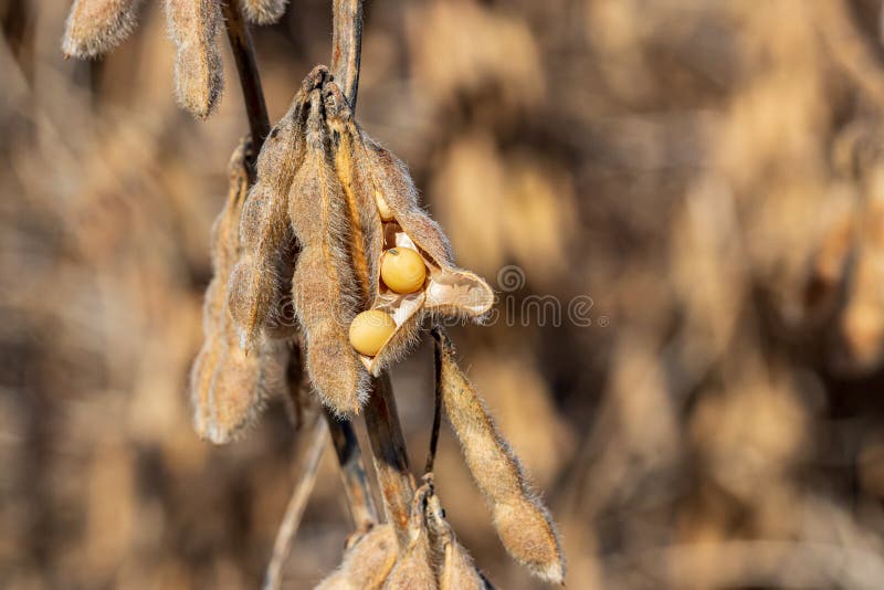 Soybean Pod Shattering with Seed in Field during Harvest. Stock Photo ... Soybean Pod Shattering with Seed in Field during Harvest. Stock Photo ...