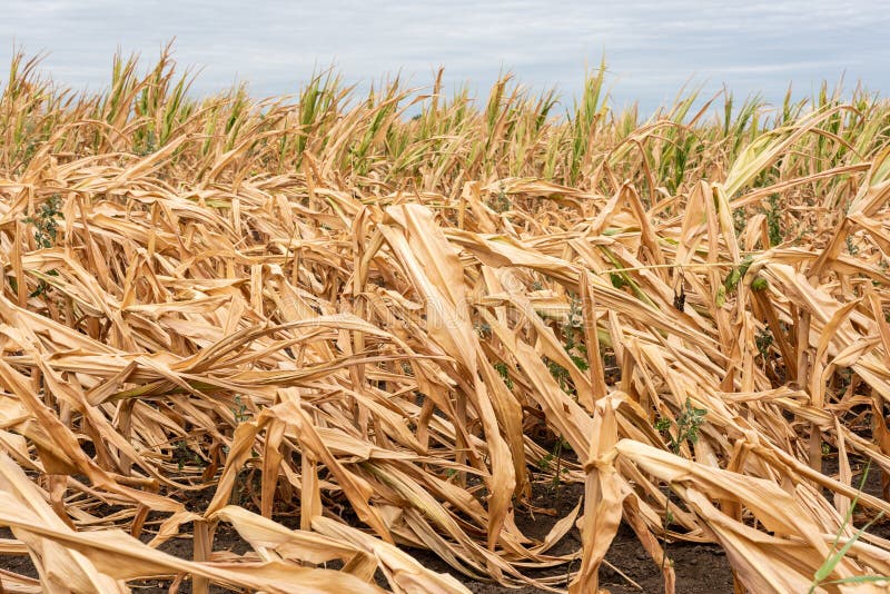 Drought-stricken Corn Crop in Hungary, EU. Stock Image - Image of ...