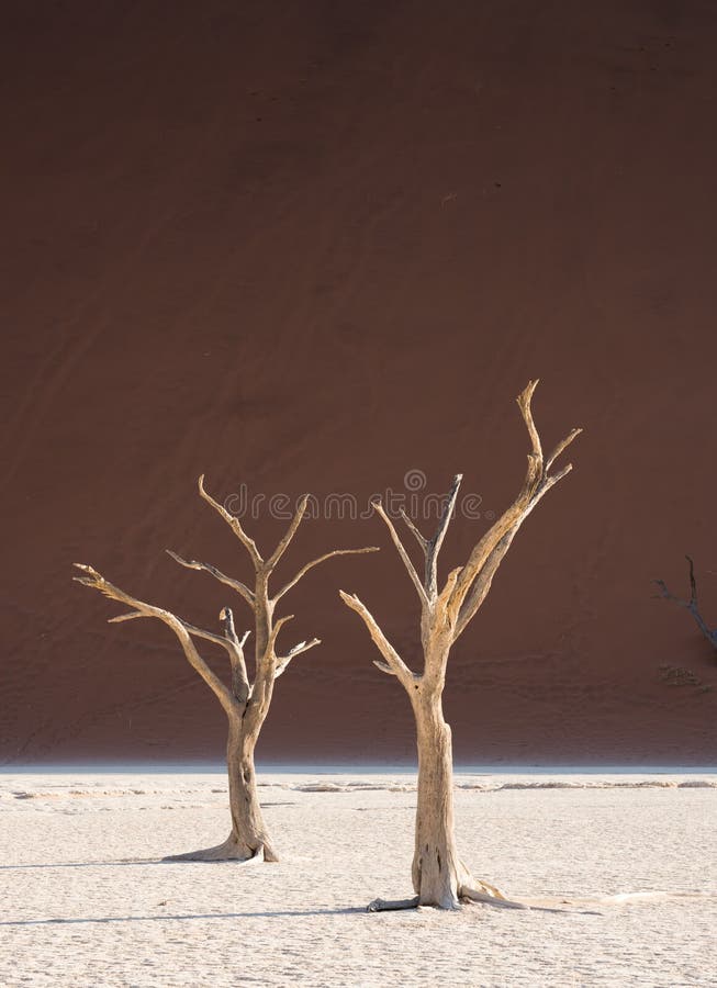 The Dead Tree Skeletons Surrounded by Desert Sand Dunes in the Clay Pan ...