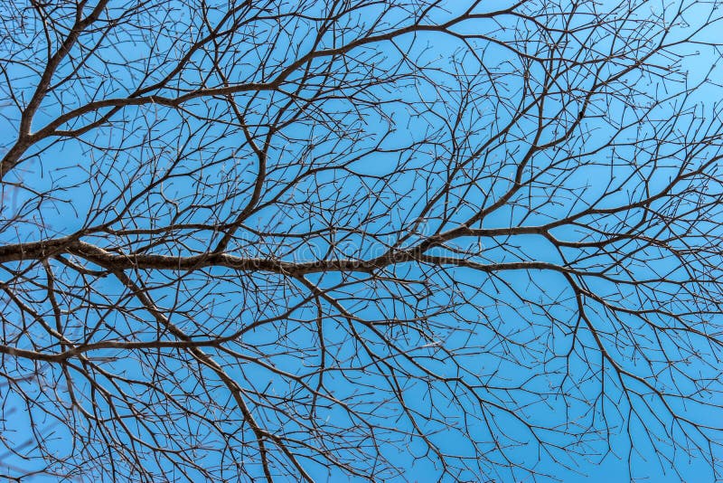 Drought: Tree Root Exposure by Riverbank Stock Photo - Image of stream ...