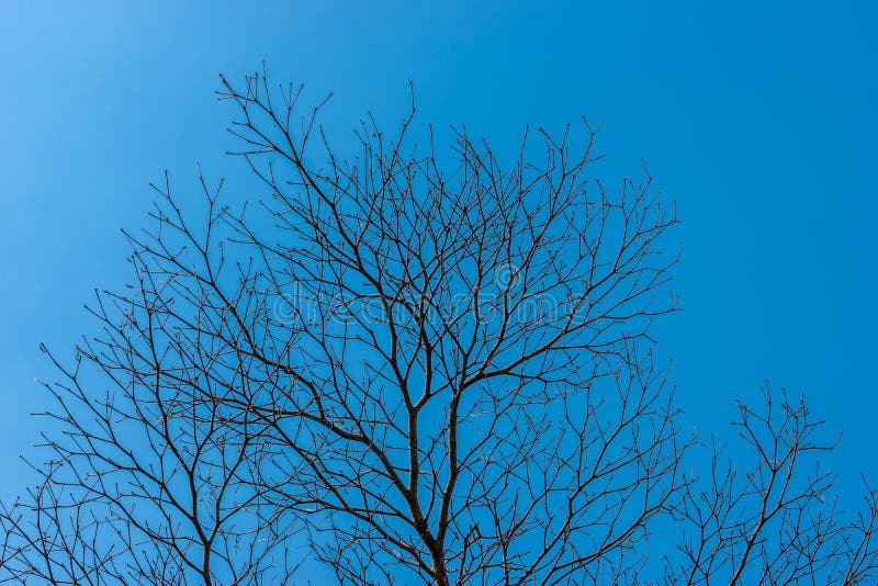 Drought: Tree Root Exposure by Riverbank Stock Photo - Image of stream ...