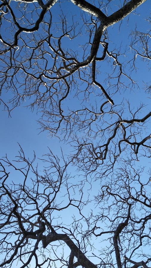 Drought Tree Branches Isolated with Blue Sky Stock Photo - Image of ...