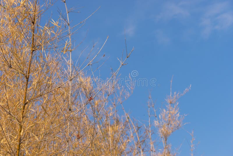 Drought: Tree Trunks with Root Exposure by Riverbank Stock Image ...